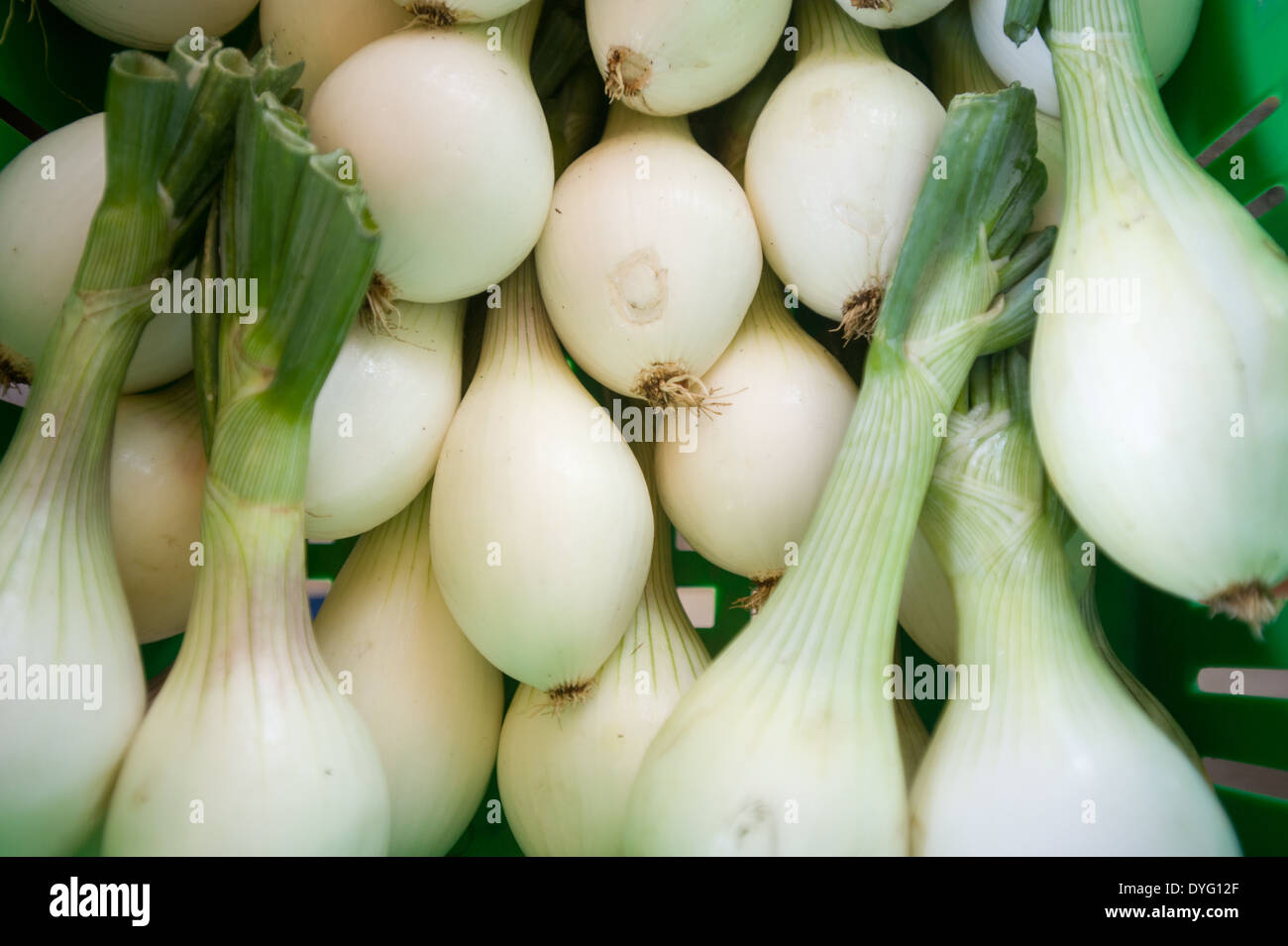 Pile of onions Brunswick, ME Stock Photo - Alamy