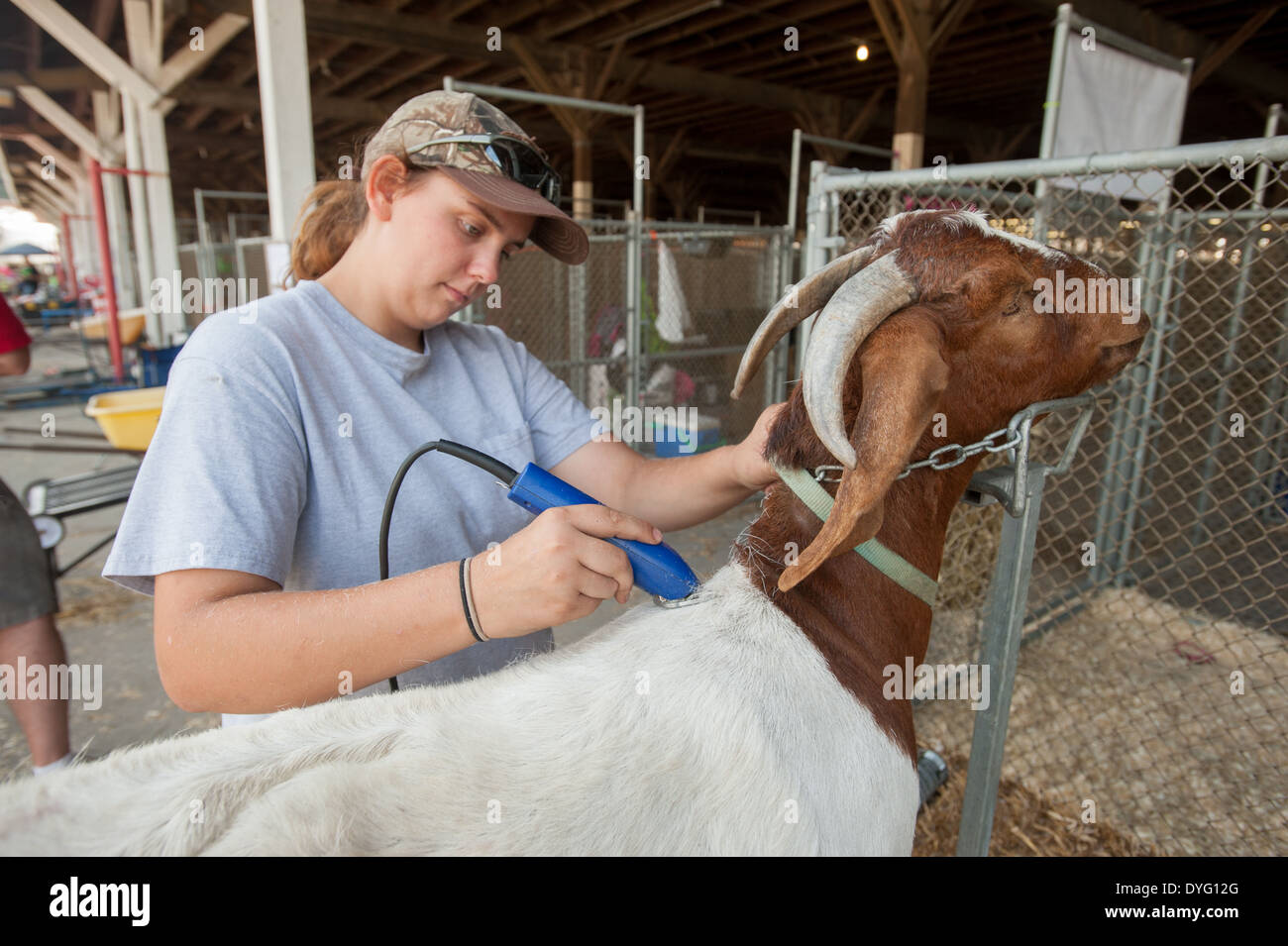 Young woman shearing goat Maryland State Fair 2013 Stock Photo - Alamy