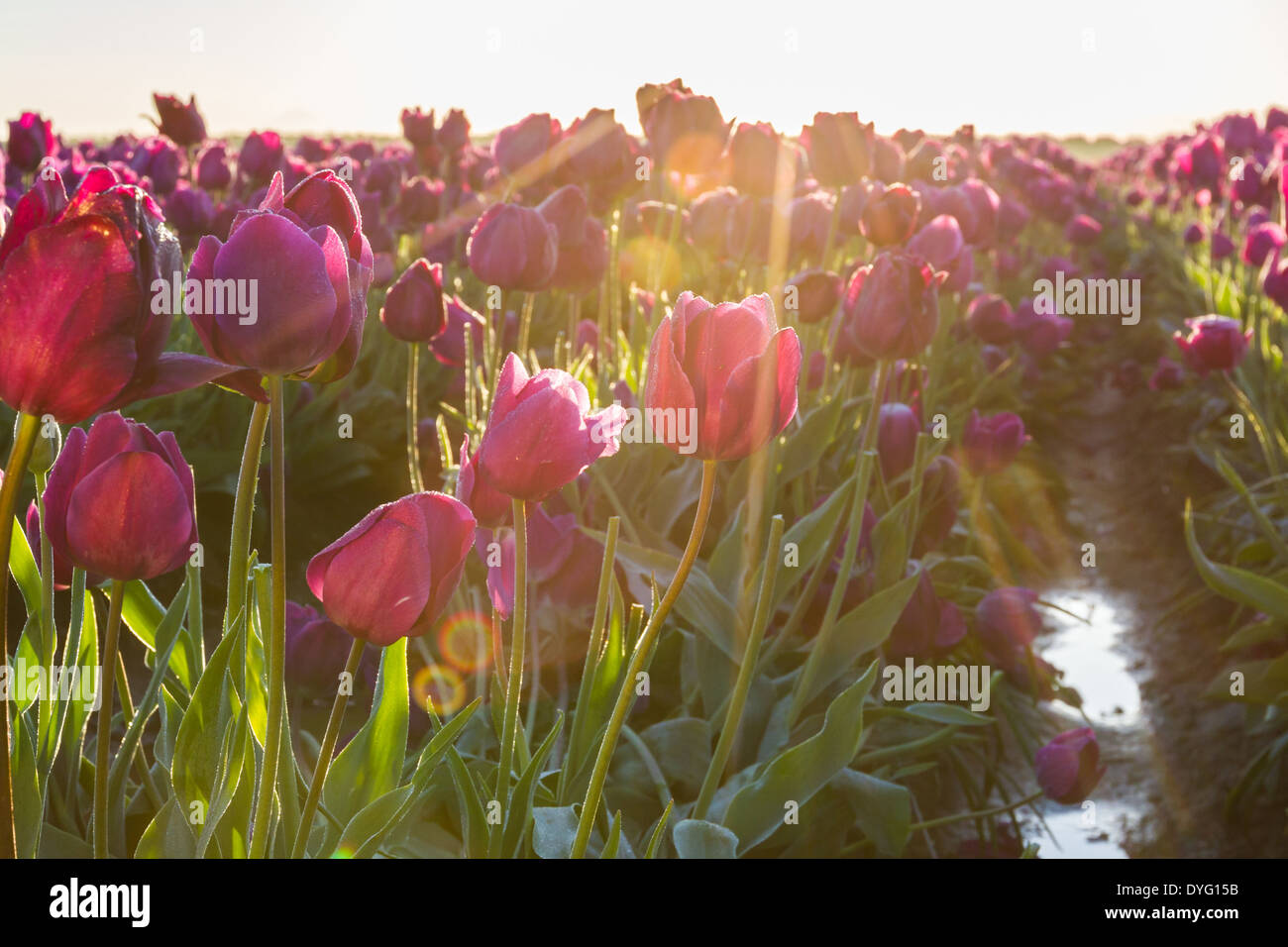 beautiful red tulips in a field with backlight from the sunrising on ...