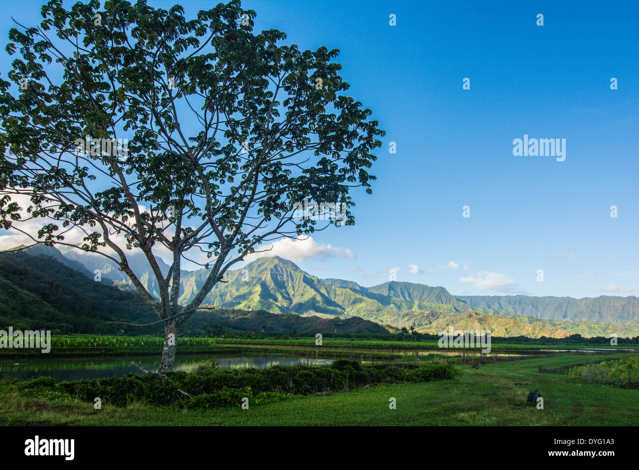 Taro fields in hanalei kauai hi-res stock photography and images - Alamy