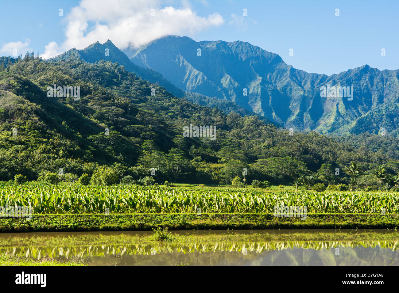 Taro fields, Hanalei, Kauai, Hawaii Stock Photo - Alamy