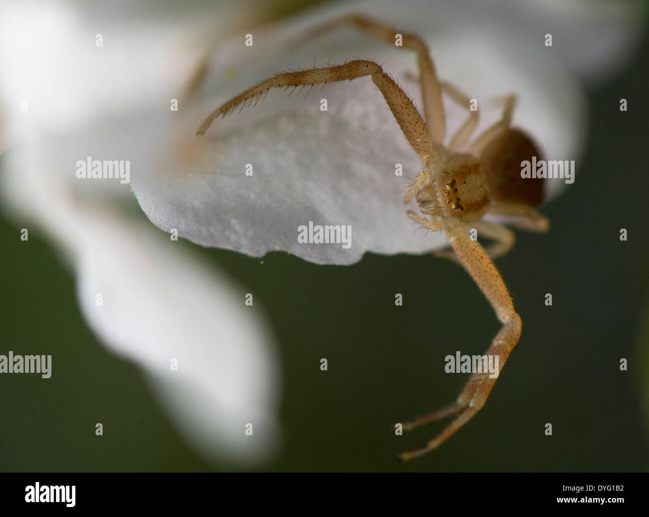 Ambush insects hi-res stock photography and images - Alamy