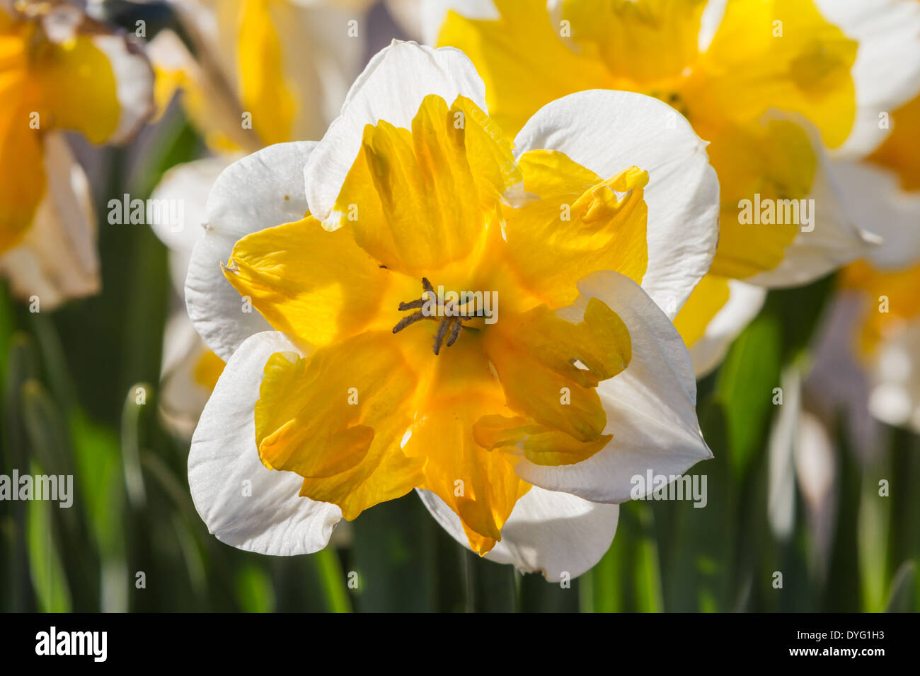closeup of a trumpet daffodil with white petals Stock Photo - Alamy