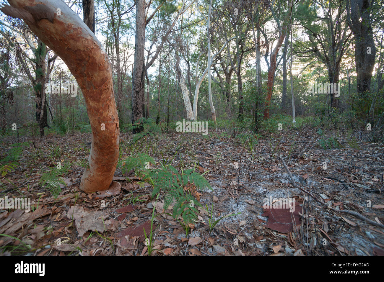 Satinay trees australia hi-res stock photography and images - Alamy
