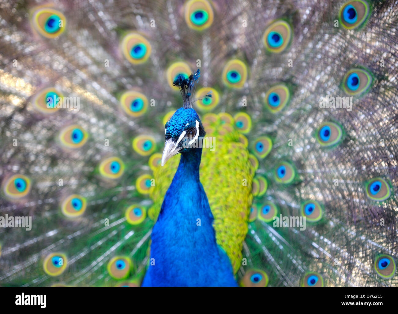 Male peacock feather hi-res stock photography and images - Alamy