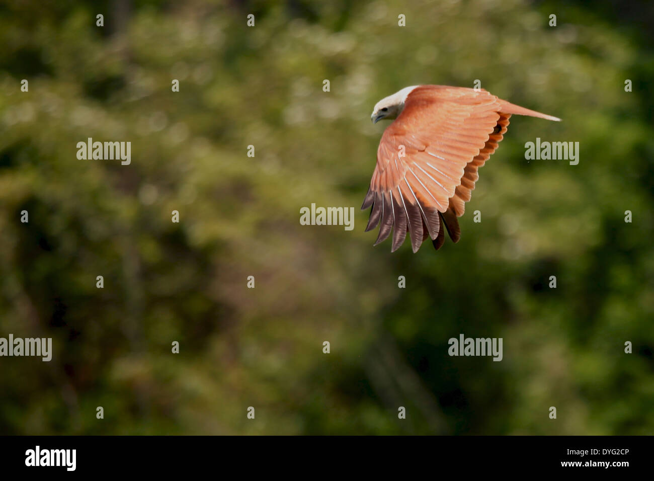 Brahminy kite (Haliastur indus Stock Photo - Alamy