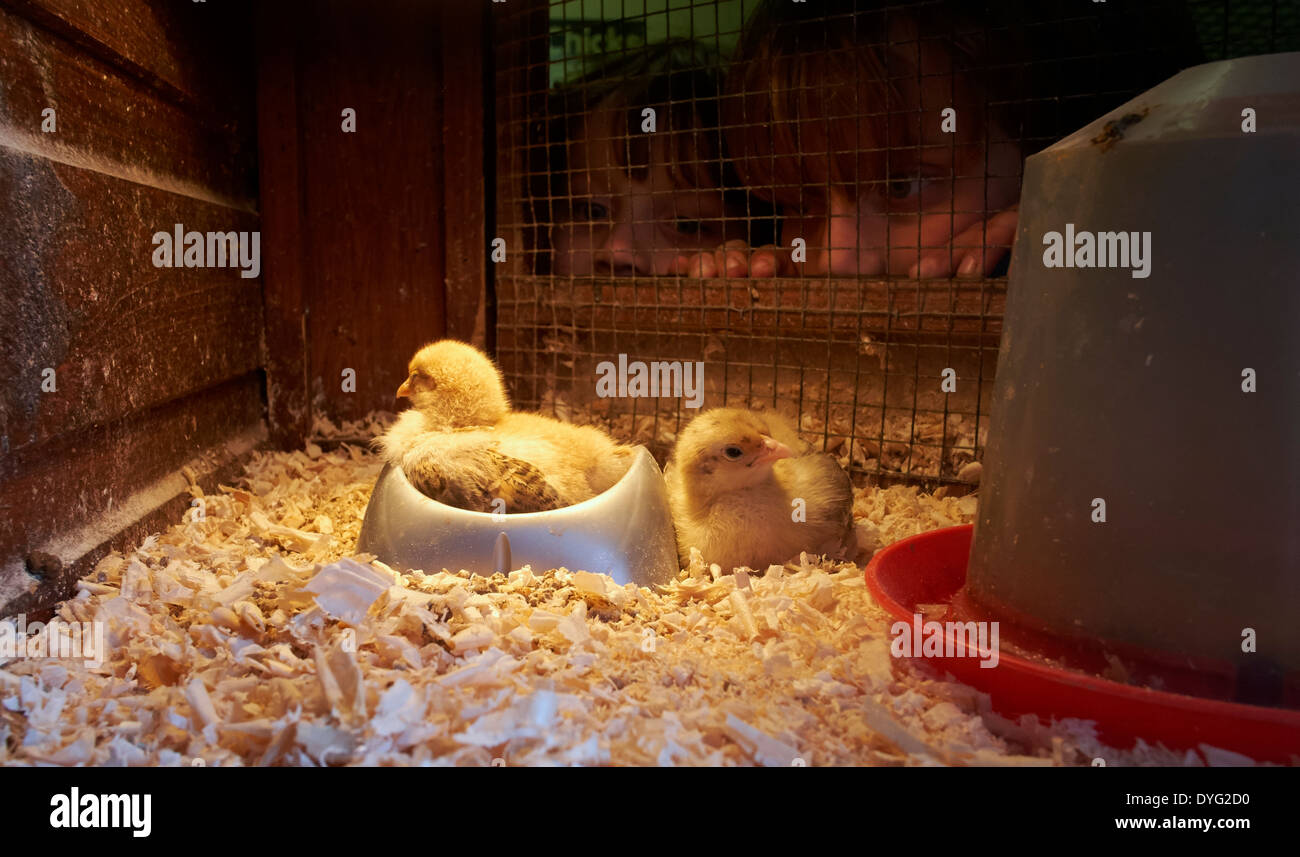 Children with chicks in hi-res stock photography and images - Alamy