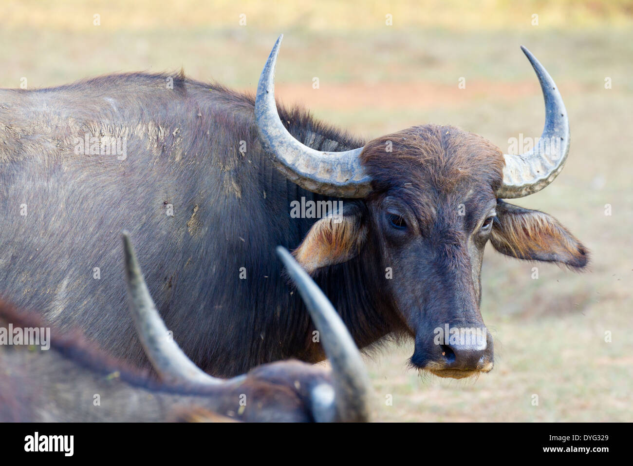 Wild Water Buffalo in Yala National Park, Sri Lanka 21 Stock Photo - Alamy
