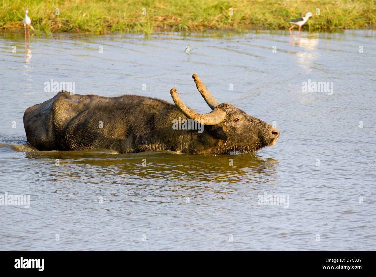 Asian water buffalo submerged hi-res stock photography and images - Alamy