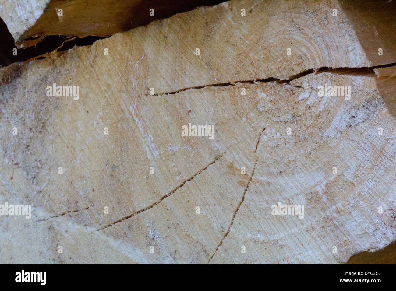 Radial cracks and tree rings hi-res stock photography and images - Alamy
