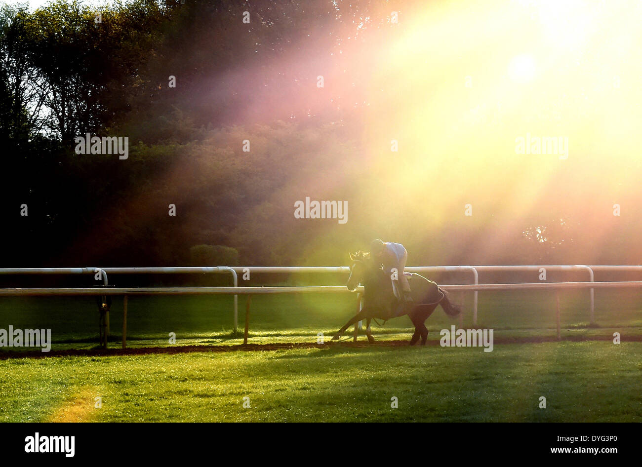 Horse in stall racing hi-res stock photography and images - Alamy