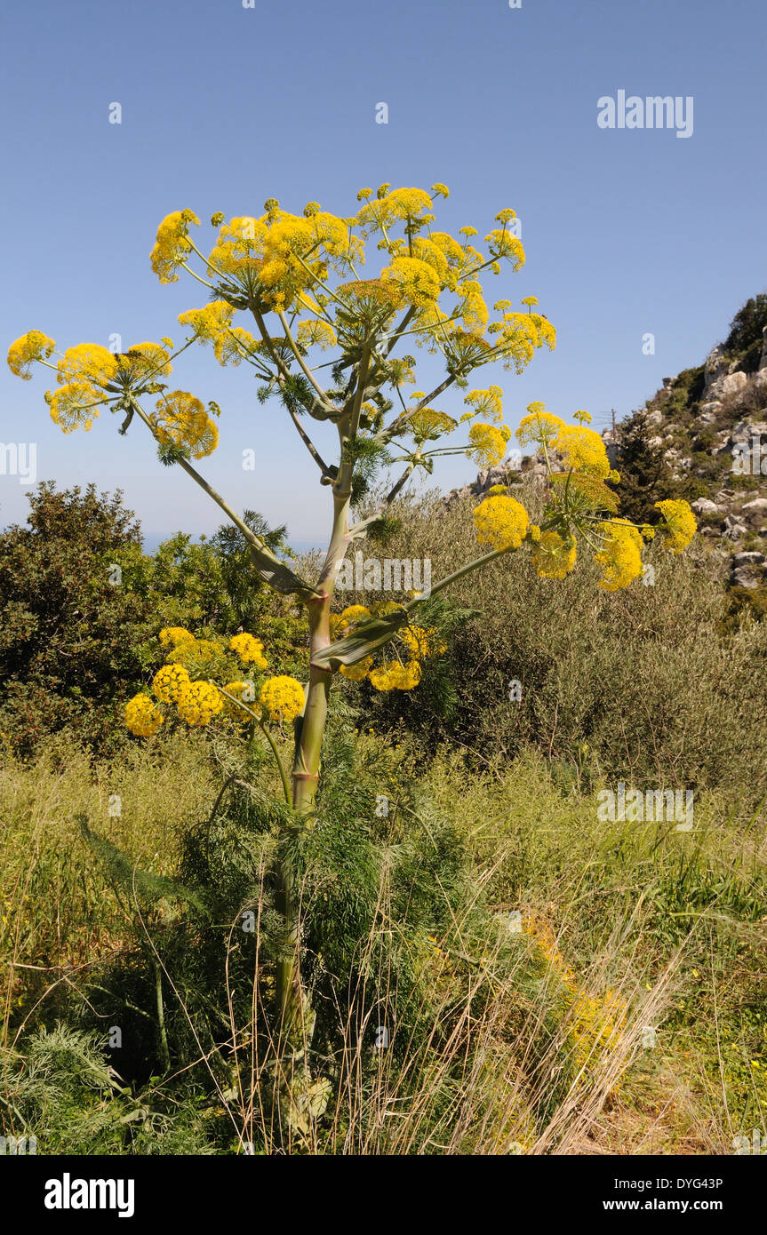 Giant wild fennel growing in the Five finger Mountain Range Besparmak ...