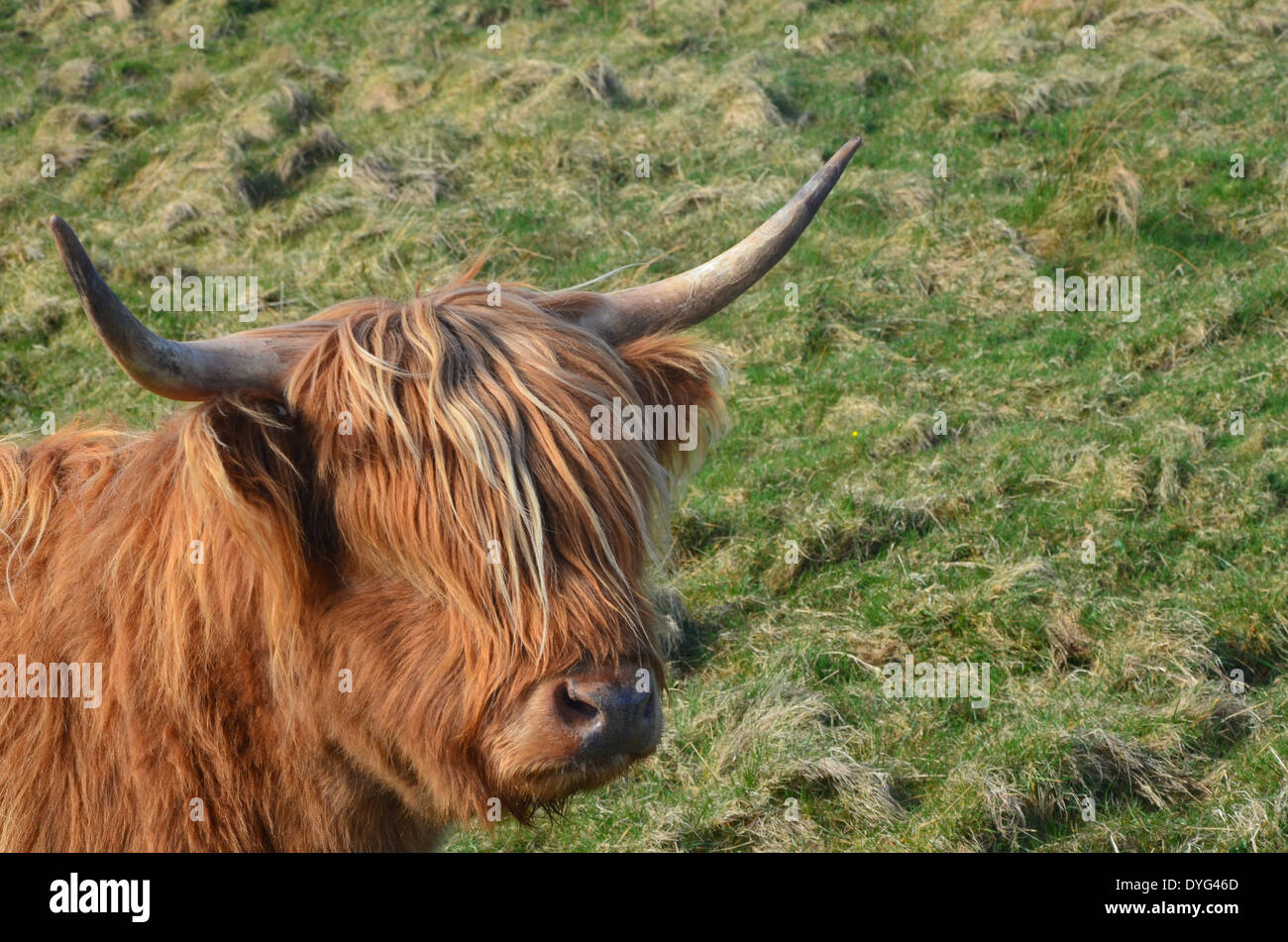 Golden horns hi-res stock photography and images - Alamy