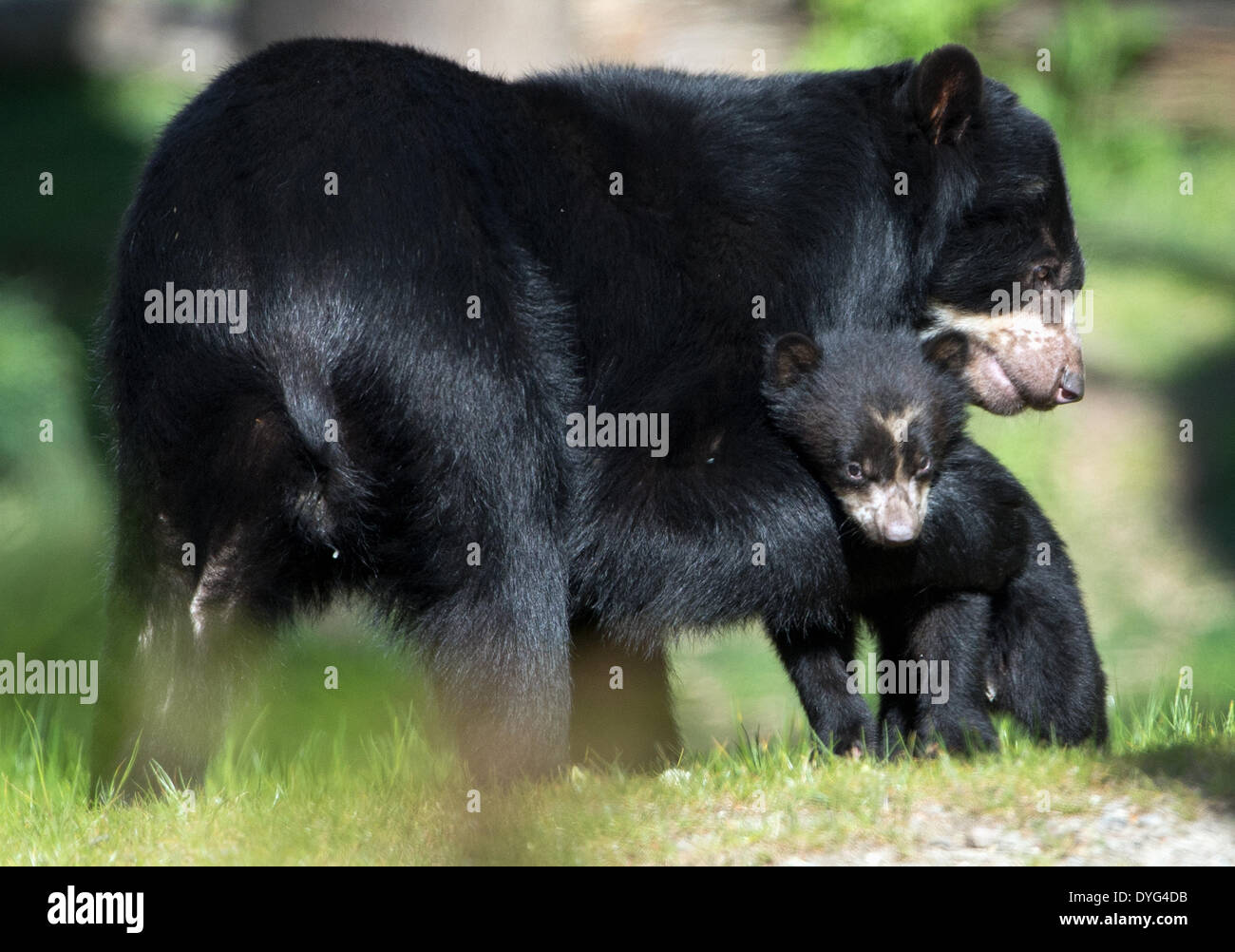 Spectacled bear cubs hi-res stock photography and images - Alamy