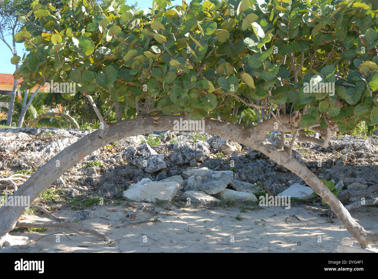 Typical beach tree on a beach in the Guardalavaca area of Cuba Stock ...