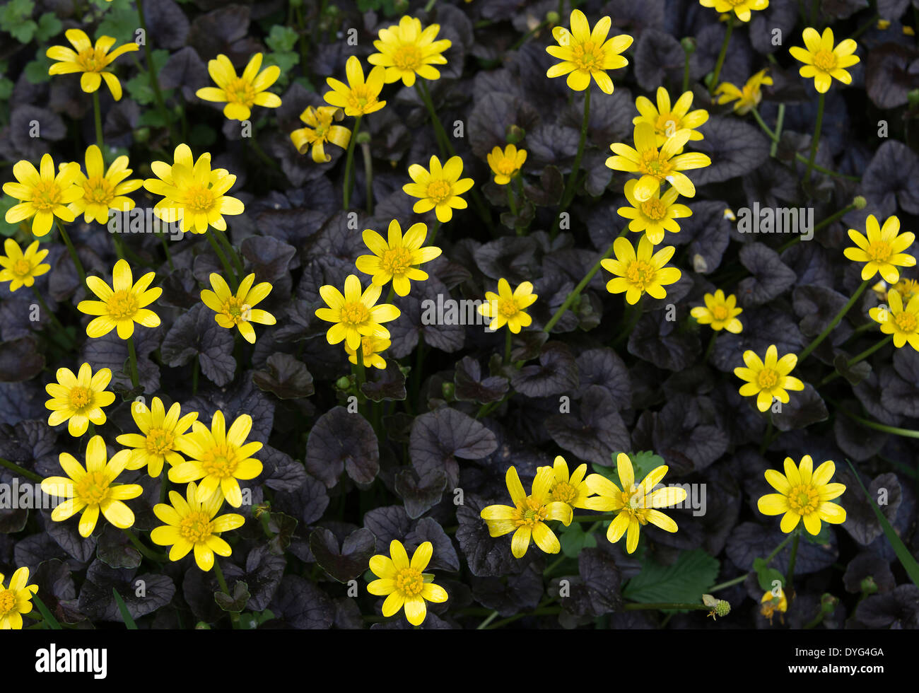 Brazen hussy hi-res stock photography and images - Alamy