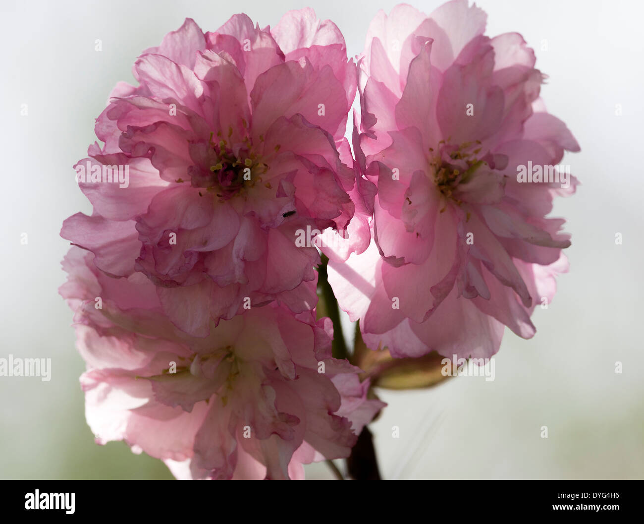Double Cherry Blossom Flowers Pink Perfection in Full Bloom on a Cherry ...