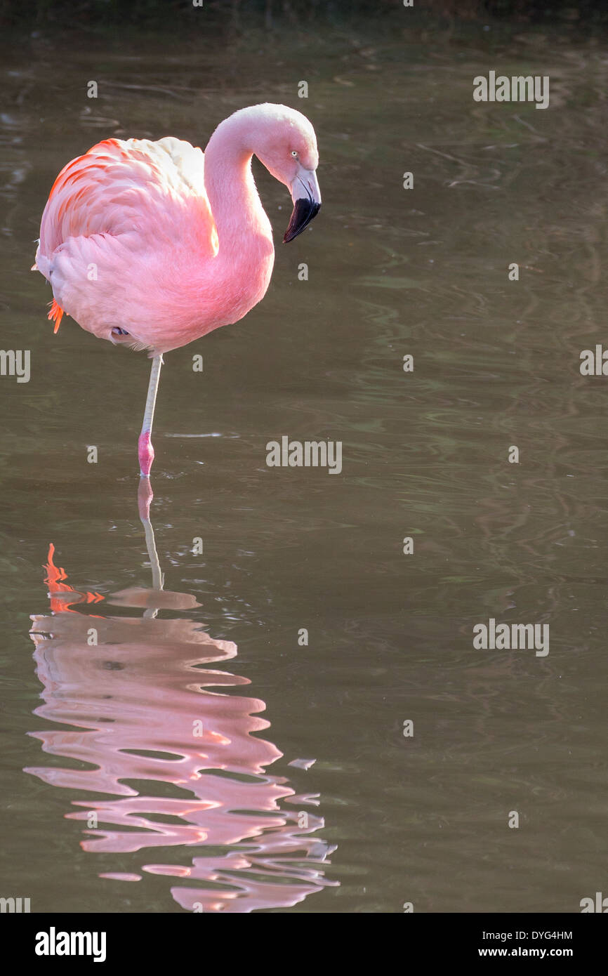 Chilean flamingo hi-res stock photography and images - Alamy