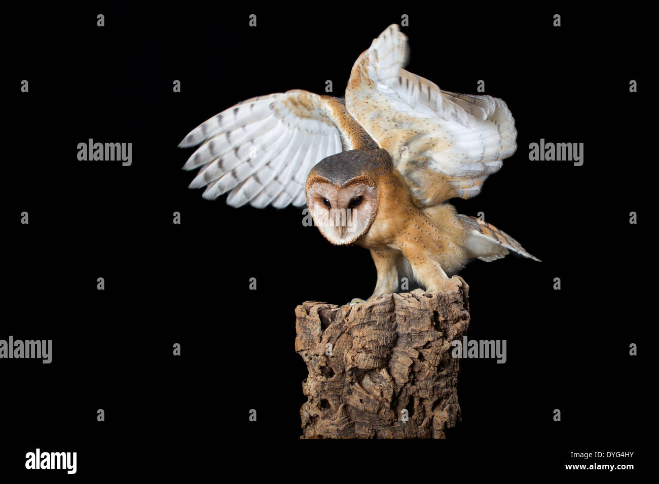 Dark Phase Barn Owl Stock Photo - Alamy