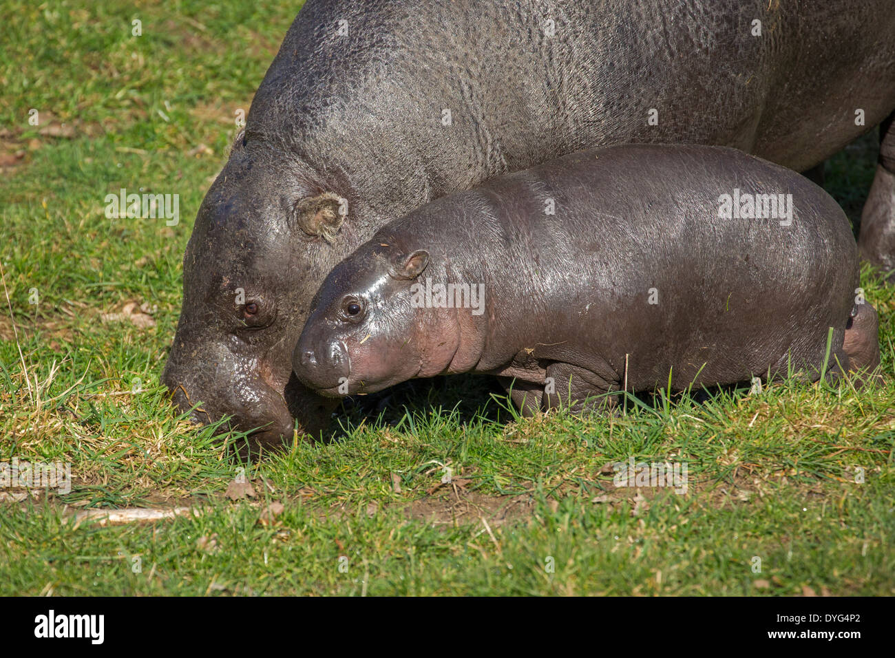 Pygmy hippo hi-res stock photography and images - Alamy