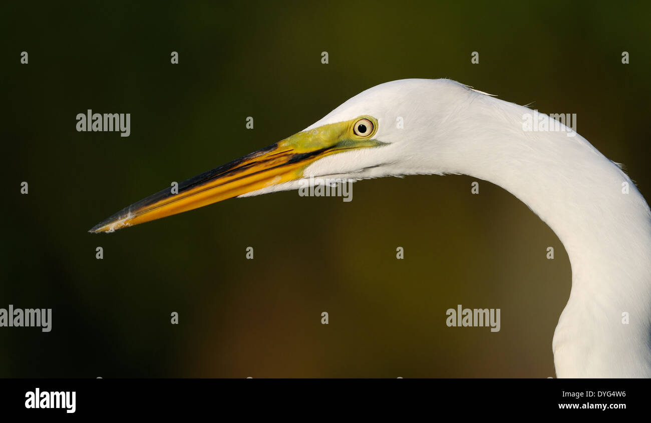 Great White Egret headshot in front of bushes in the background. Lagoon ...