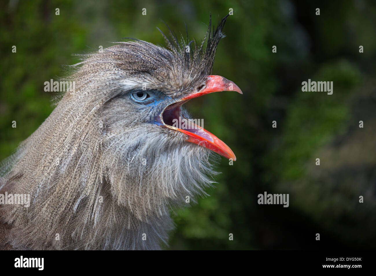 Legged seriema hi-res stock photography and images - Alamy