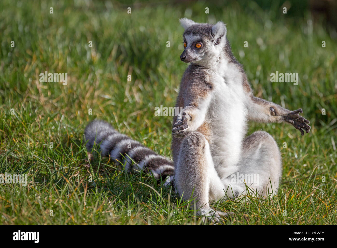 Lemur hi-res stock photography and images - Alamy