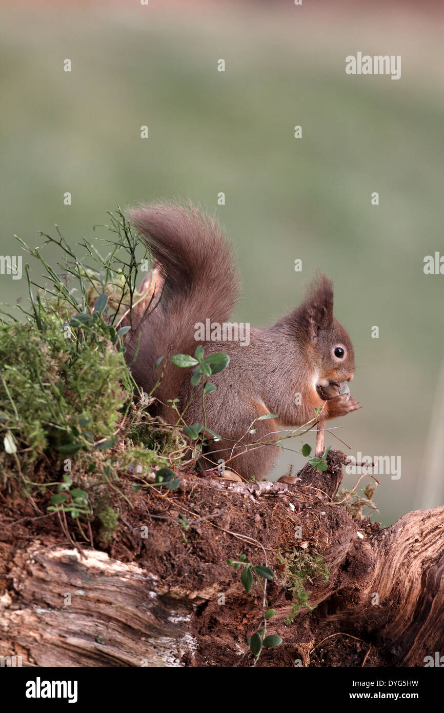 Hazelnut pest hi-res stock photography and images - Alamy