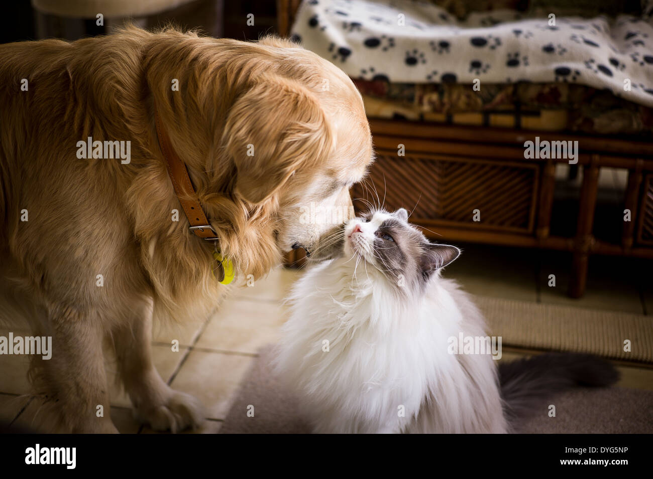 Golden retriever dog greeting Ragdoll cat in their home Stock Photo - Alamy