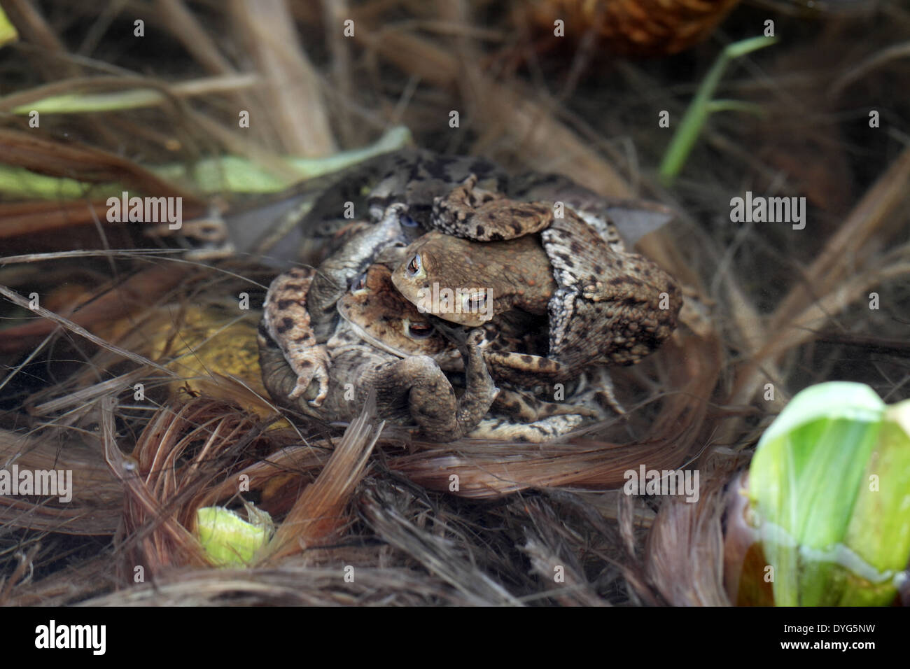 Toad spawn uk hi-res stock photography and images - Alamy