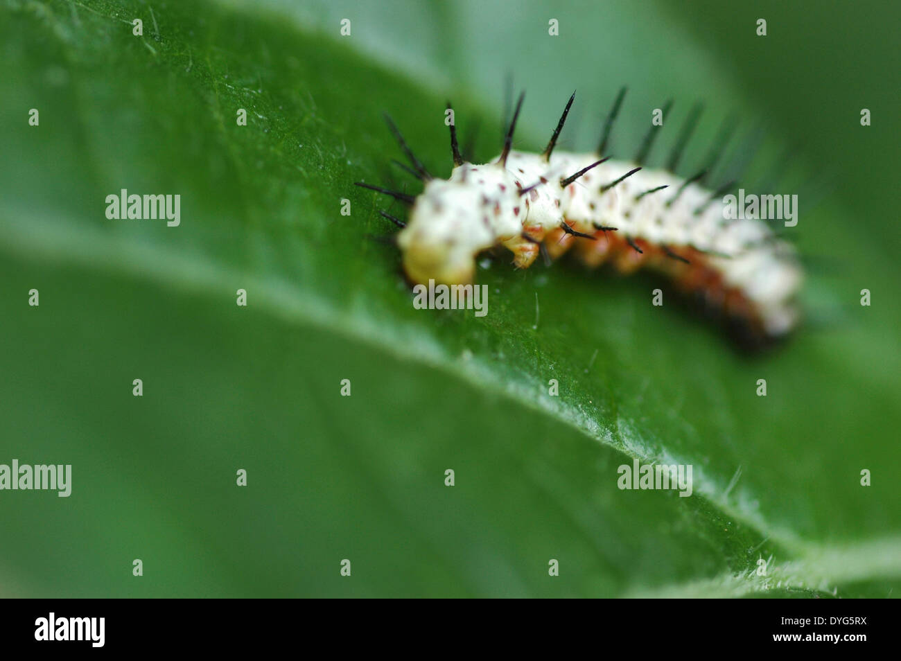 Close up of a spiky caterpillar on a green leaf Stock Photo - Alamy
