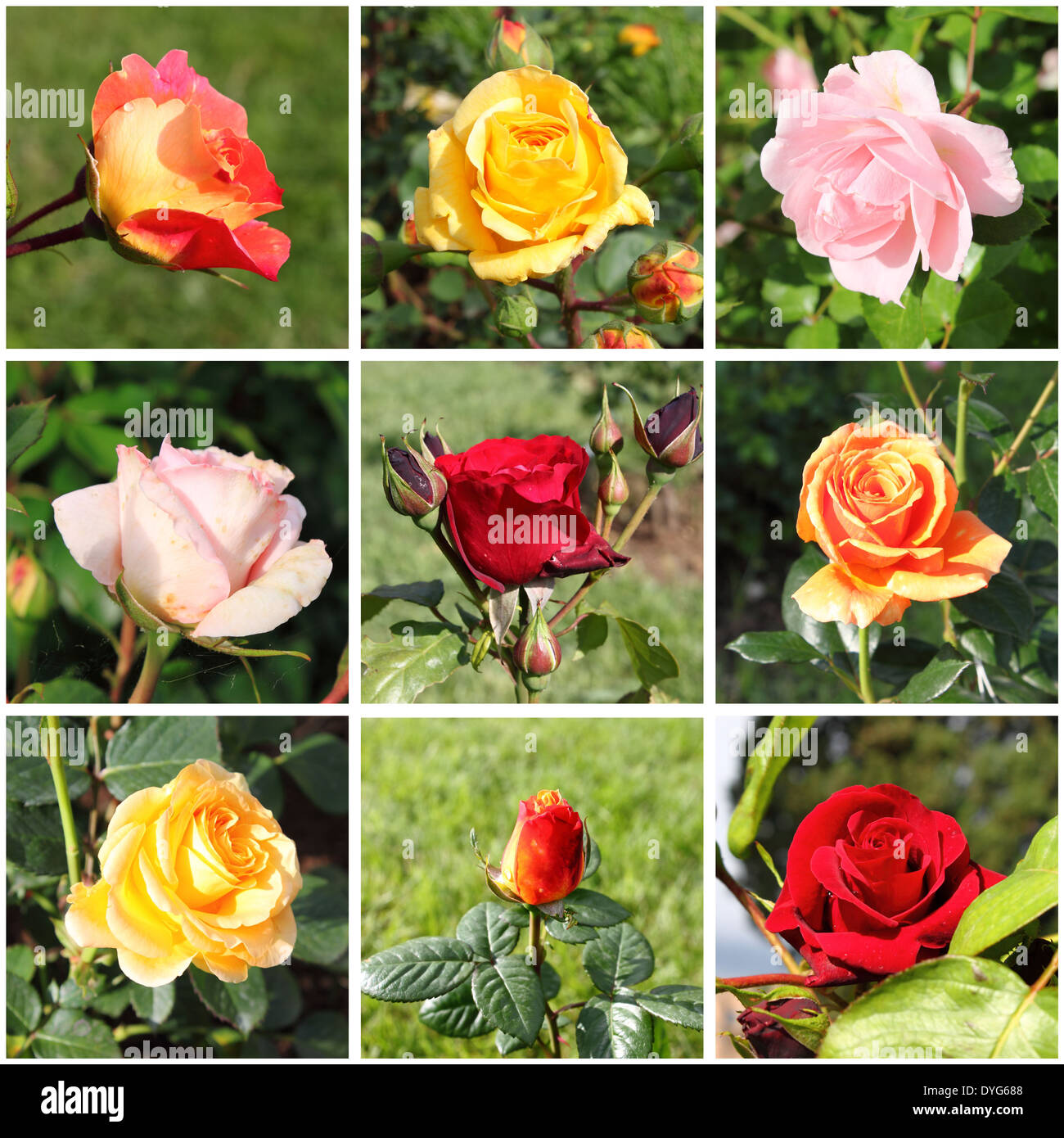 Collage of a variety of beautiful roses Stock Photo - Alamy