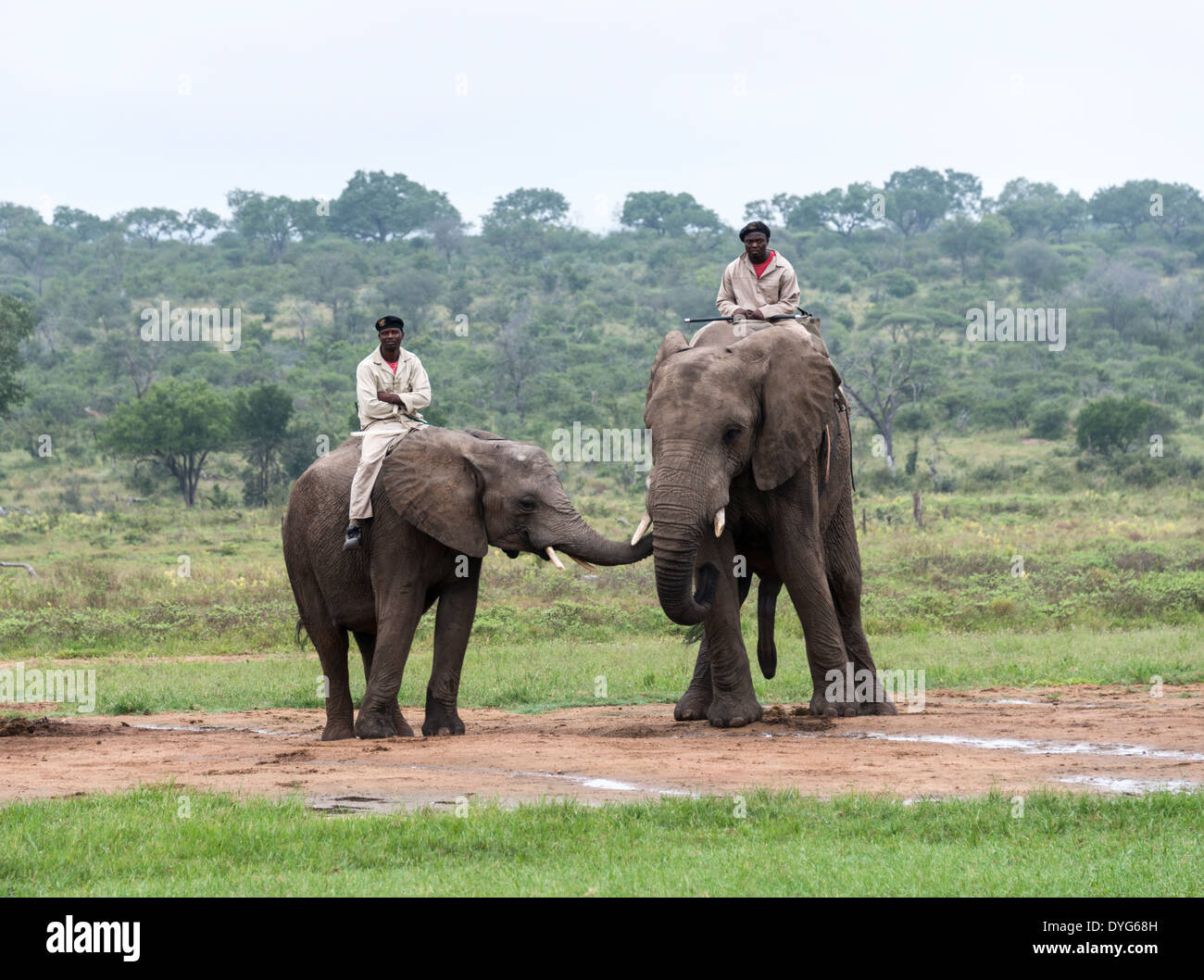 Elephant Sitting Back High Resolution Stock Photography and Images - Alamy