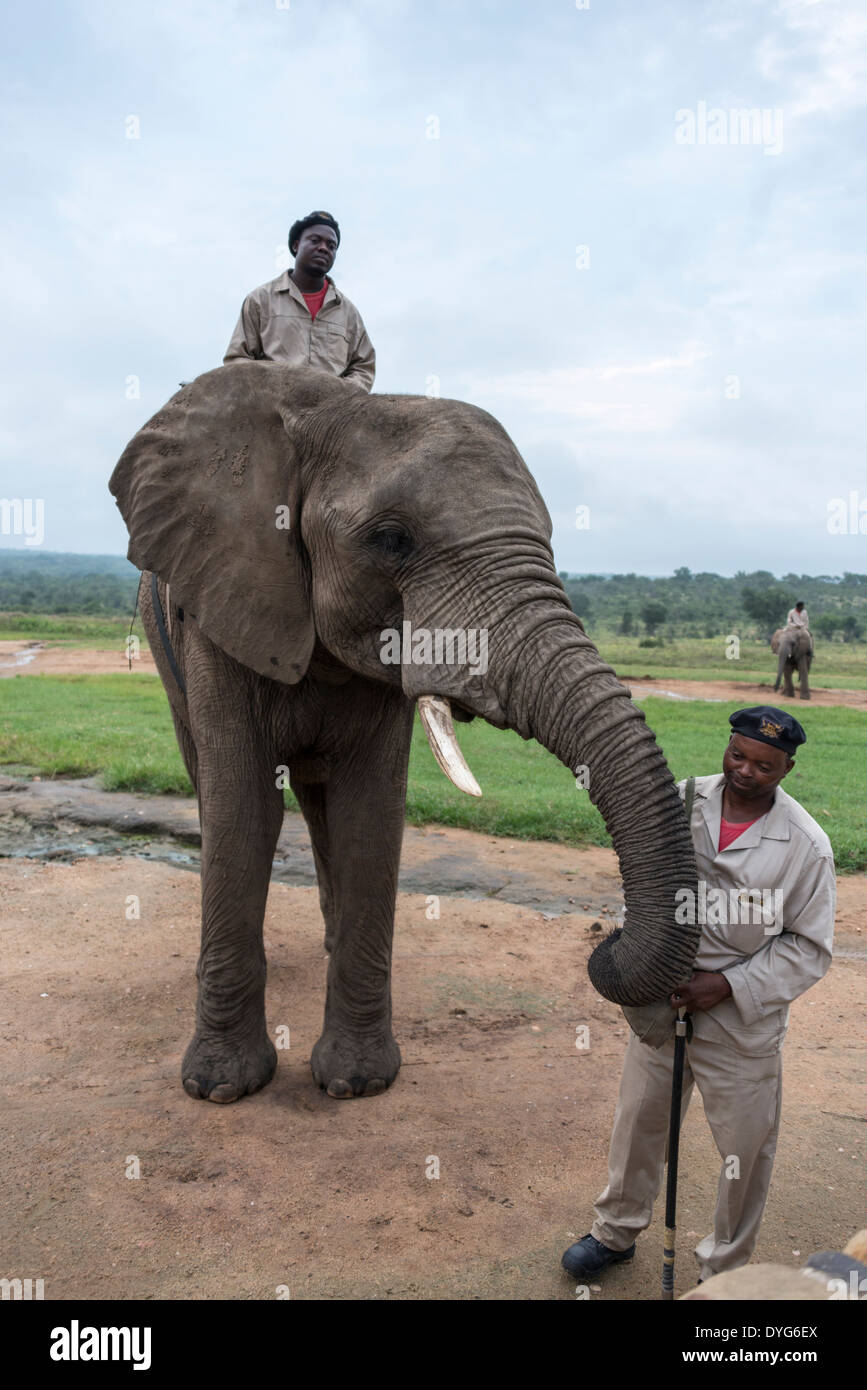 Elephant Sitting Back High Resolution Stock Photography and Images - Alamy