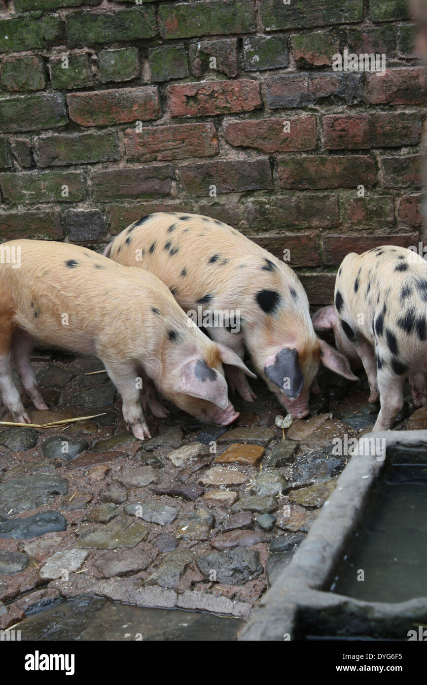 A group of three young spotted pigs at the Acton Scott working farm ...