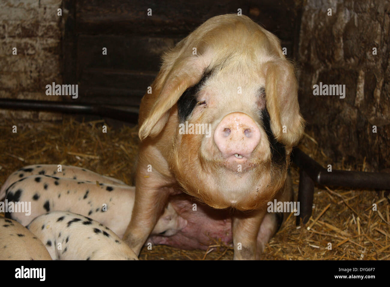 Spotty pig hi-res stock photography and images - Alamy
