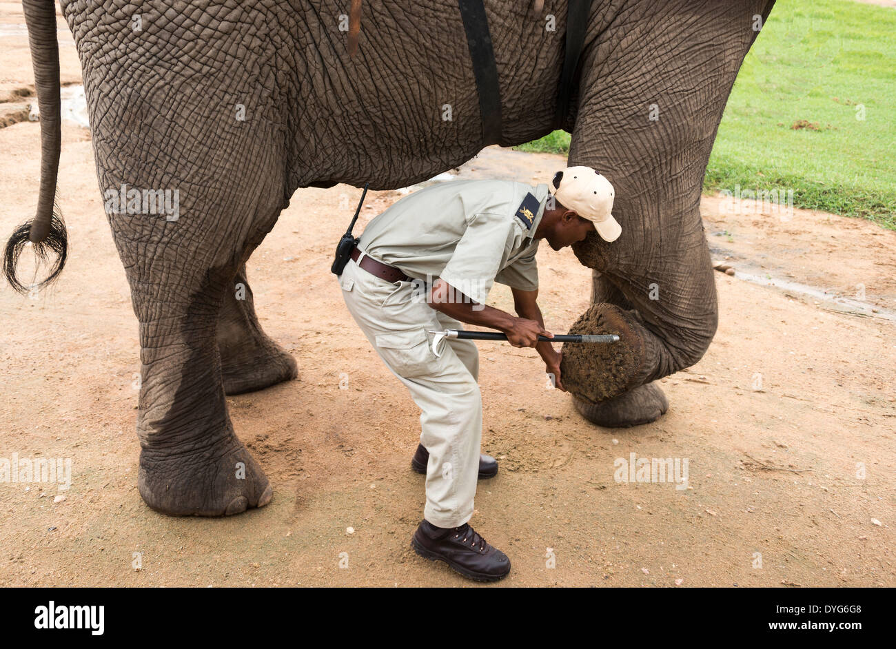 rangers explain about the elephant legs during safari nature reserve ...