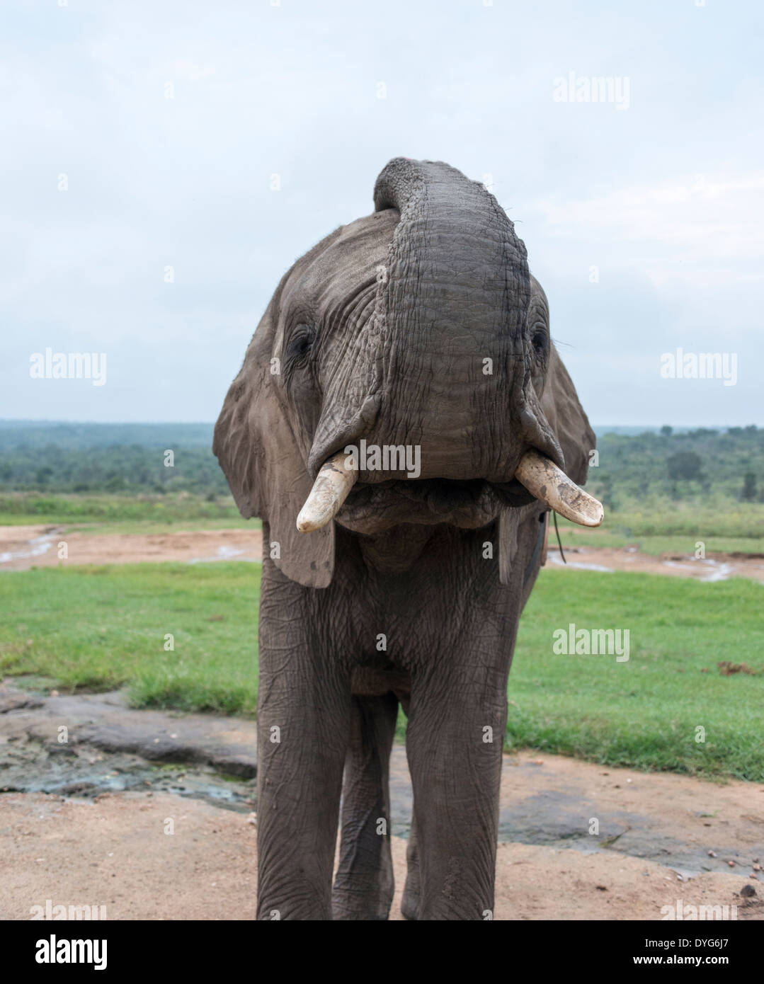 Elephant open mouth hi-res stock photography and images - Alamy