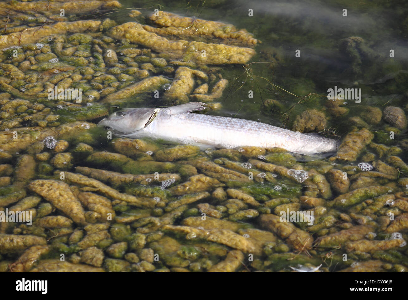 Dead fish algae hi-res stock photography and images - Alamy