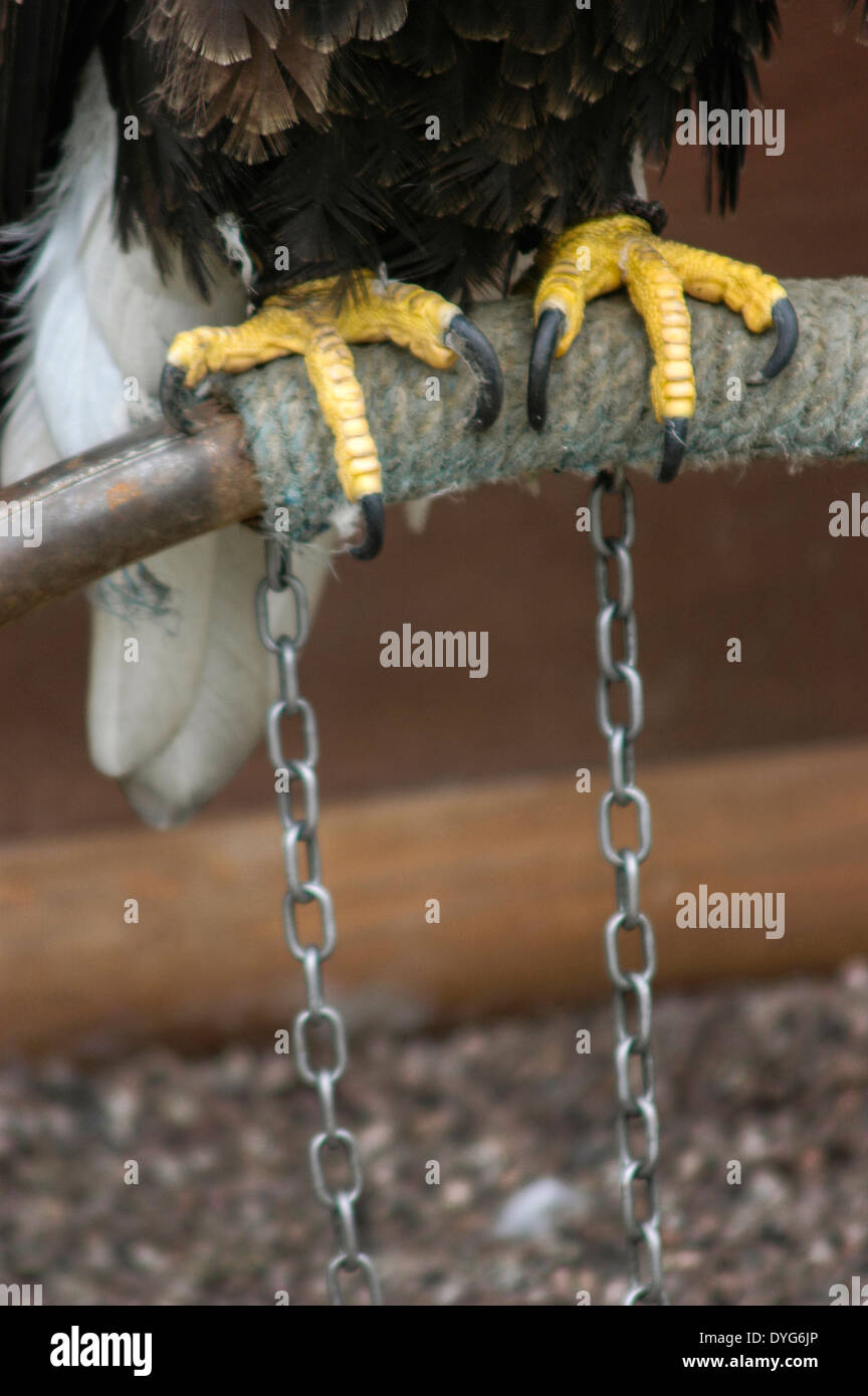 Close up of an American Bald Eagle's chained feet in captivity ...