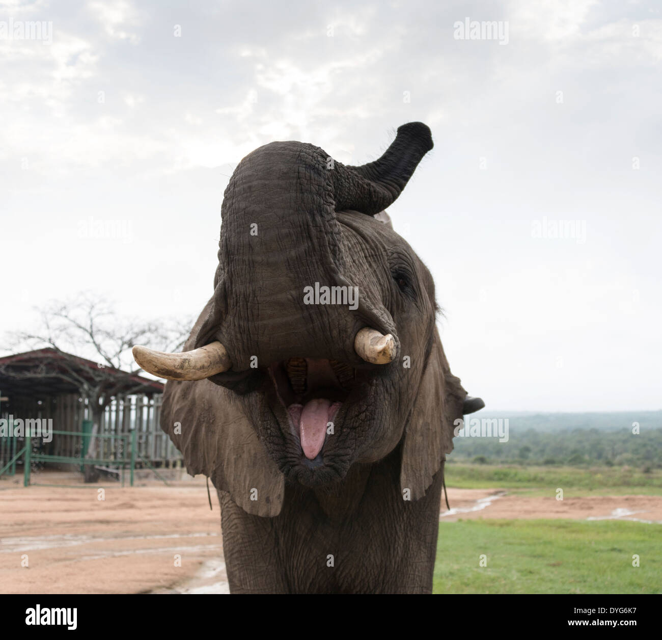 Elephant mouth hi-res stock photography and images - Alamy
