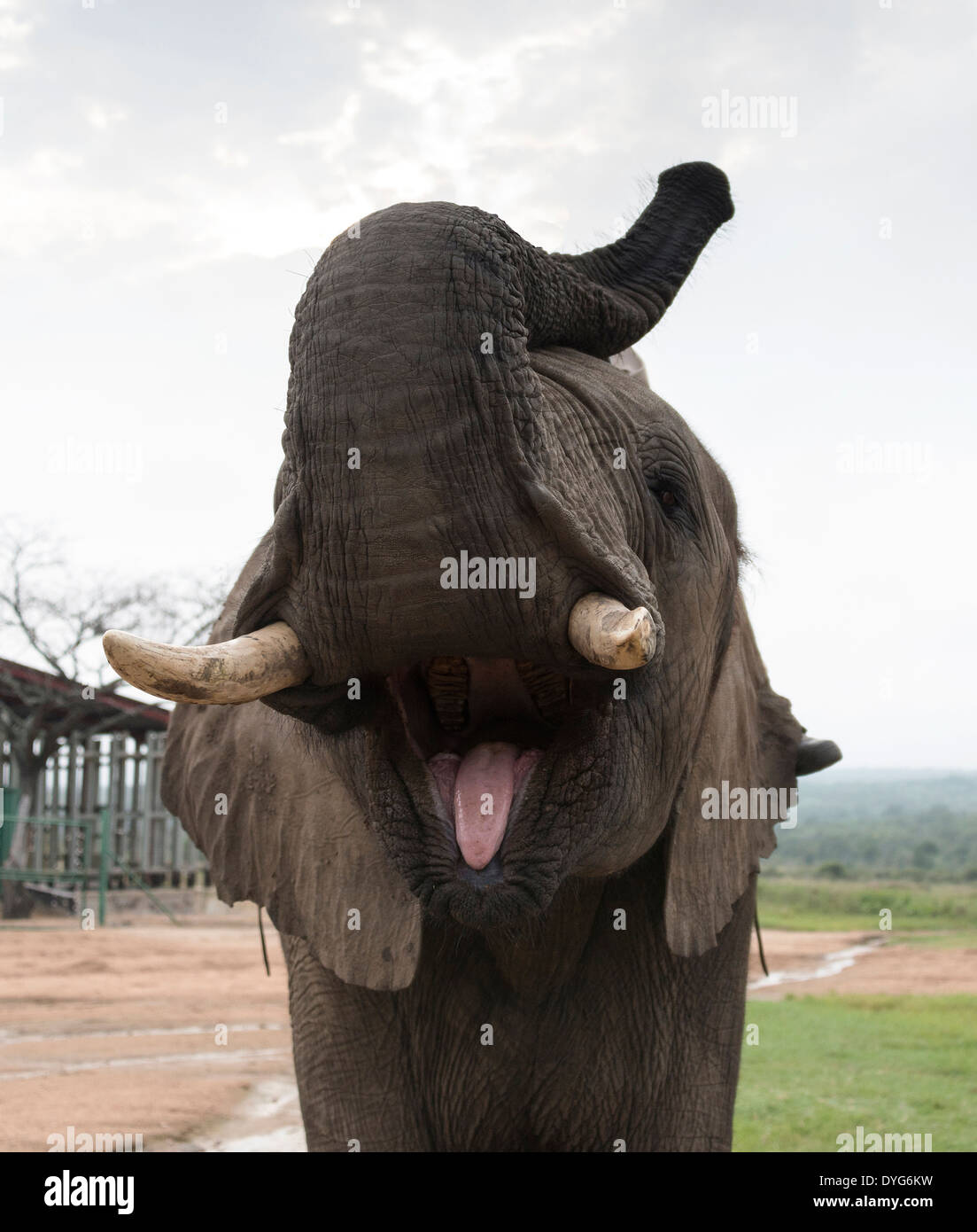 Elephant open mouth hi-res stock photography and images - Alamy