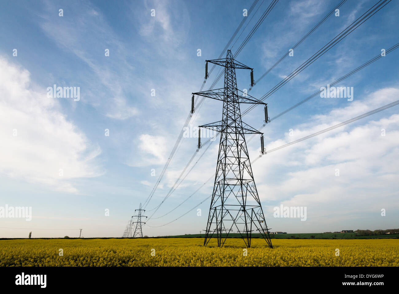 Electricity pylons tower over blossoming rapeseed oil fields near ...