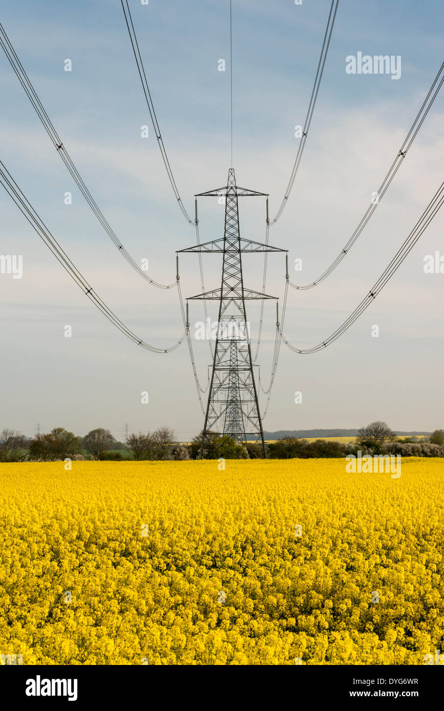 Electricity pylons tower over blossoming rapeseed oil fields near ...