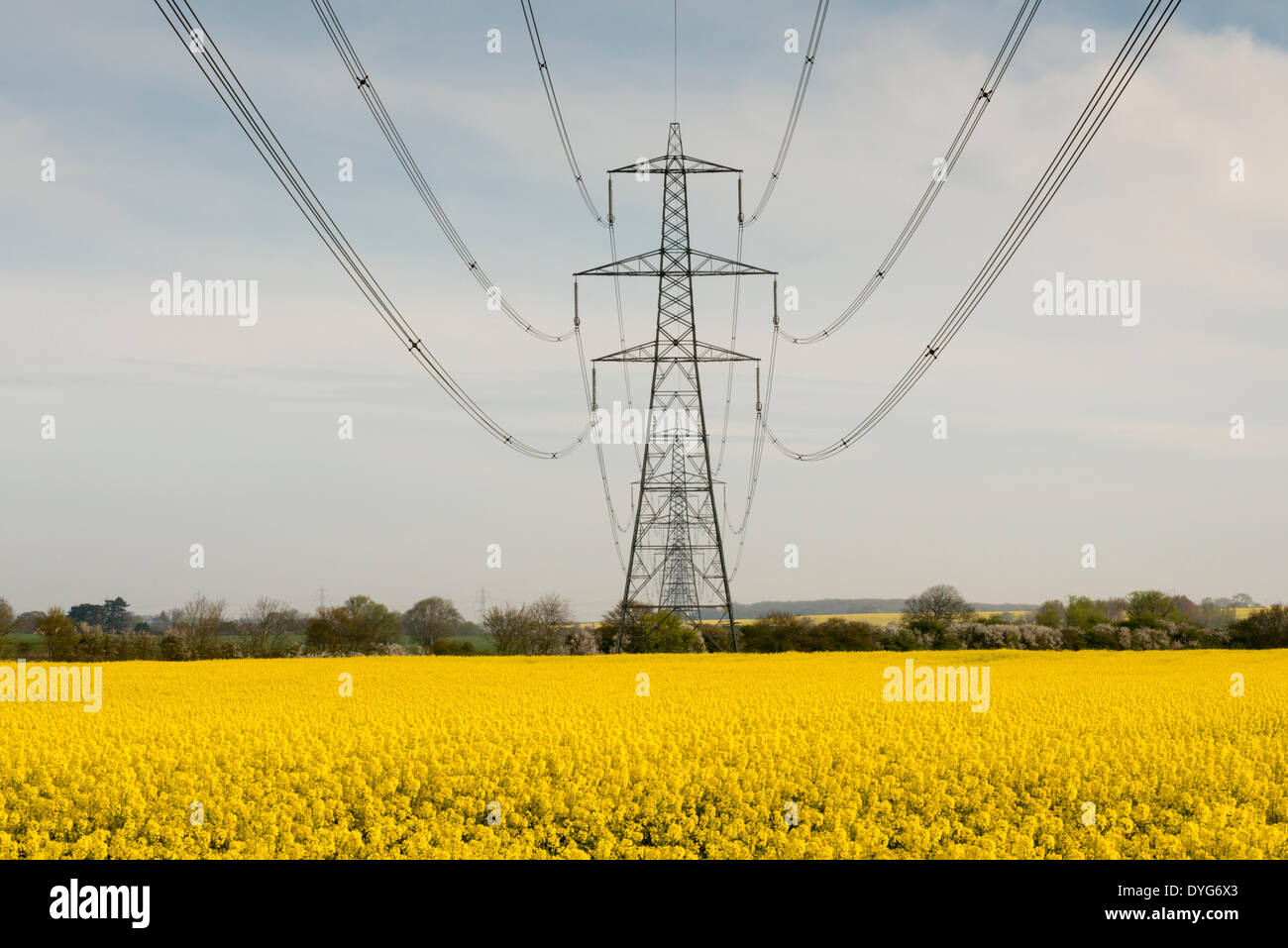 Electricity pylons tower over blossoming rapeseed oil fields near ...