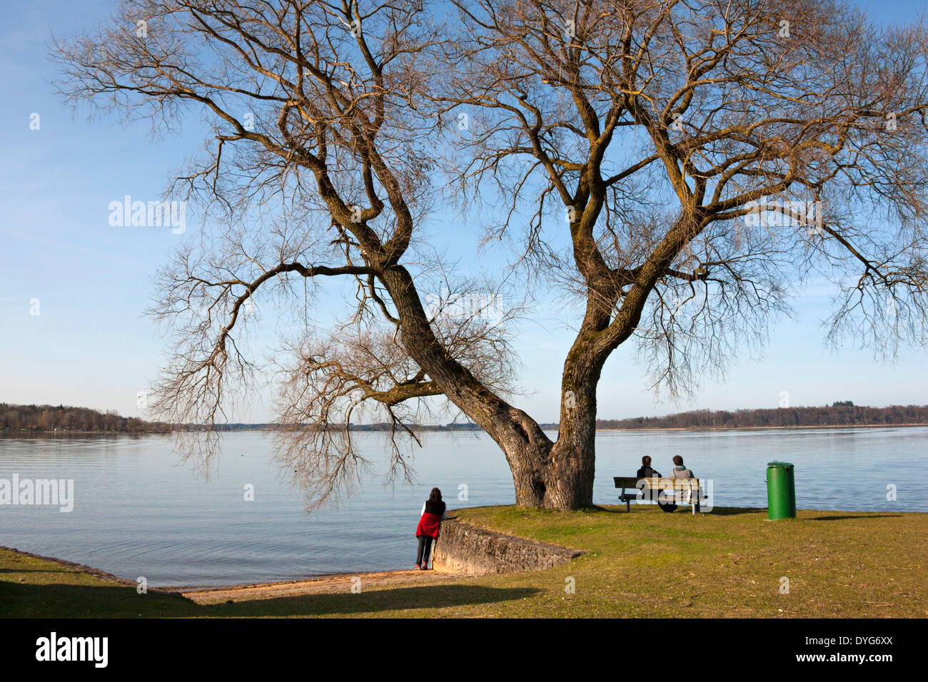 Large Willow Tree High Resolution Stock Photography and Images - Alamy