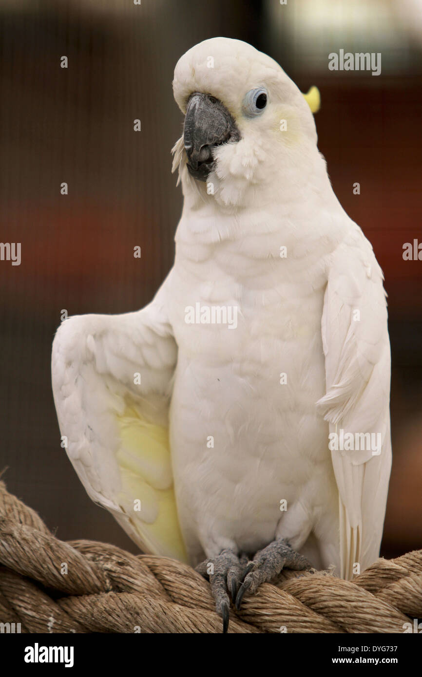 Cockatoo holds it's wing up Stock Photo - Alamy