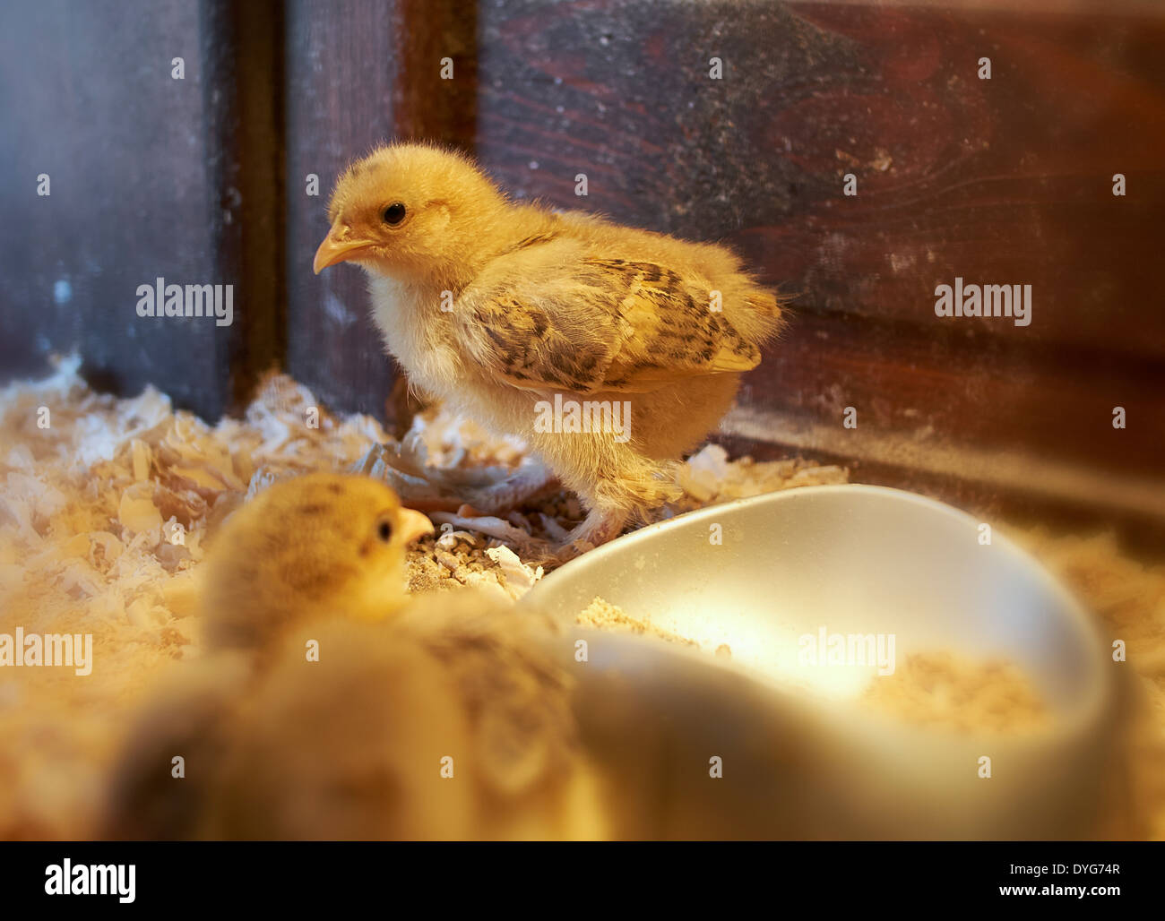 Chicken hatched incubator hi-res stock photography and images - Alamy