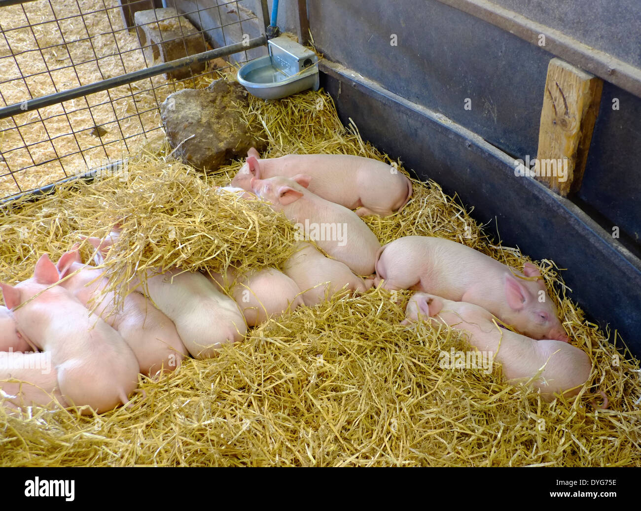 With young pigs hi-res stock photography and images - Alamy