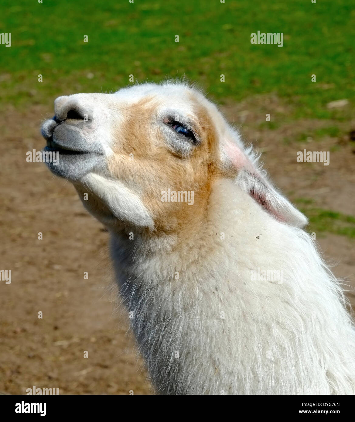 Black and white llama hi-res stock photography and images - Alamy
